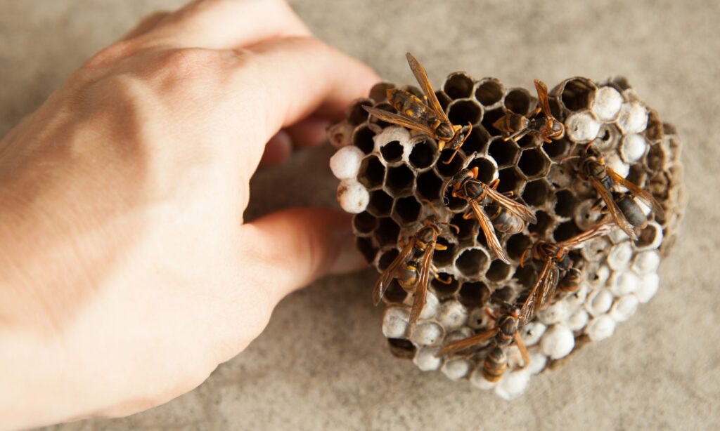 Expert Wasp Nest Removal Wellington